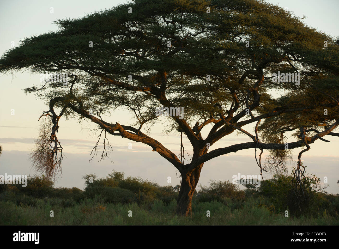 Picture of acacia tortillas tree hi-res stock photography and images ...