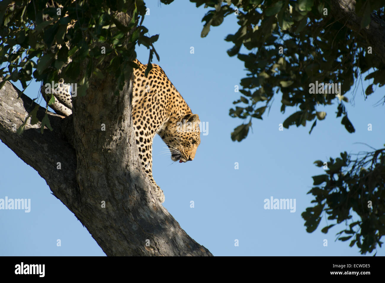 African leopard (Panthera leo) in tree in okavango delta in botswana ...