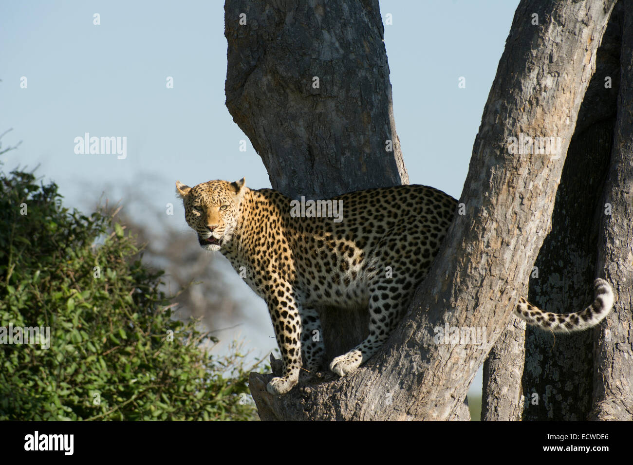 African leopard (Panthera leo) standing in tree in okavango delta in ...
