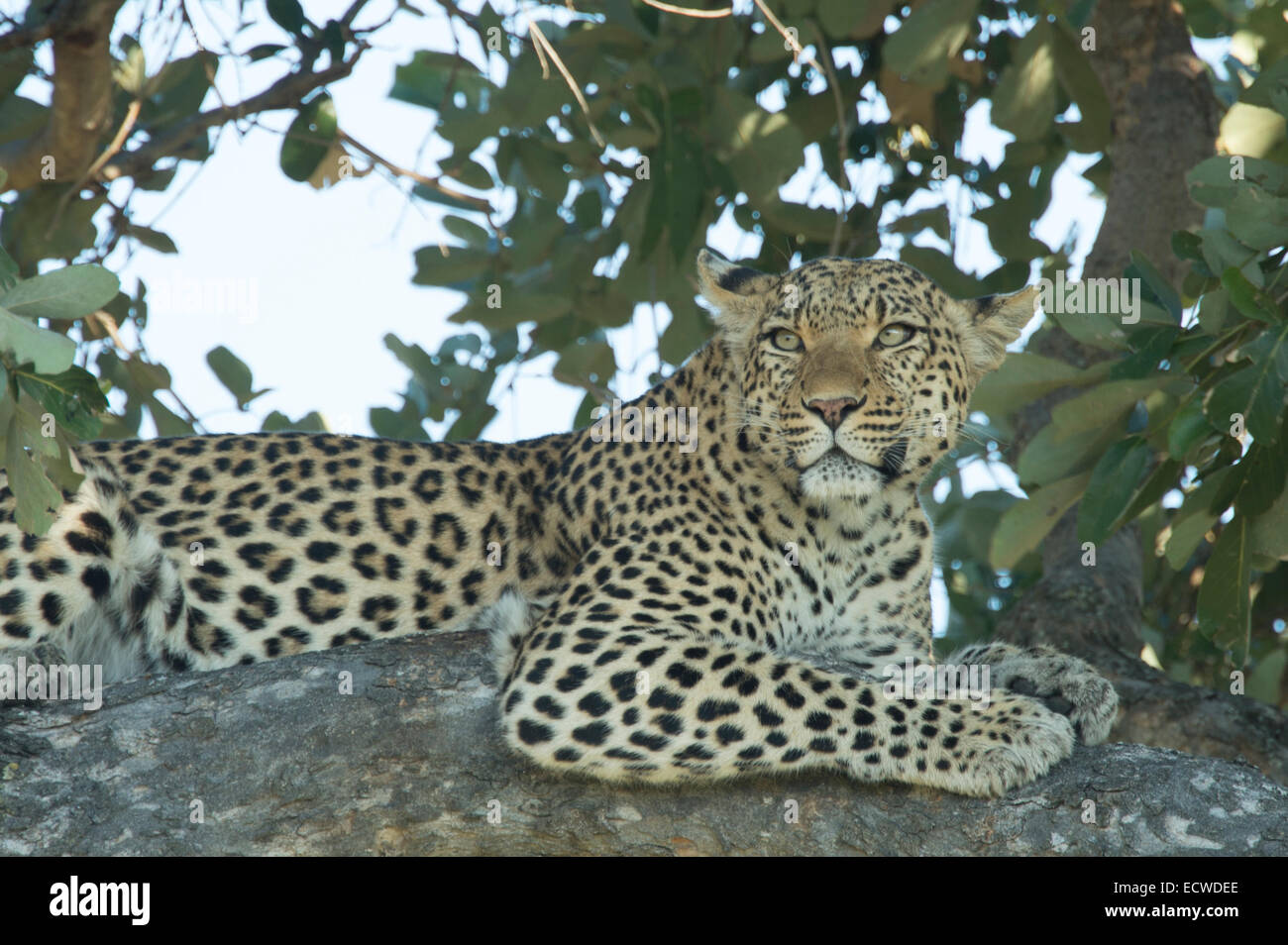 African leopard (Panthera leo) in tree in okavango delta in botswana ...