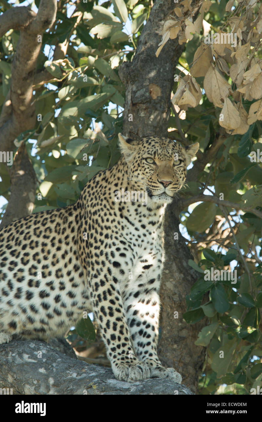 African leopard (Panthera leo) in tree in okavango delta in botswana ...