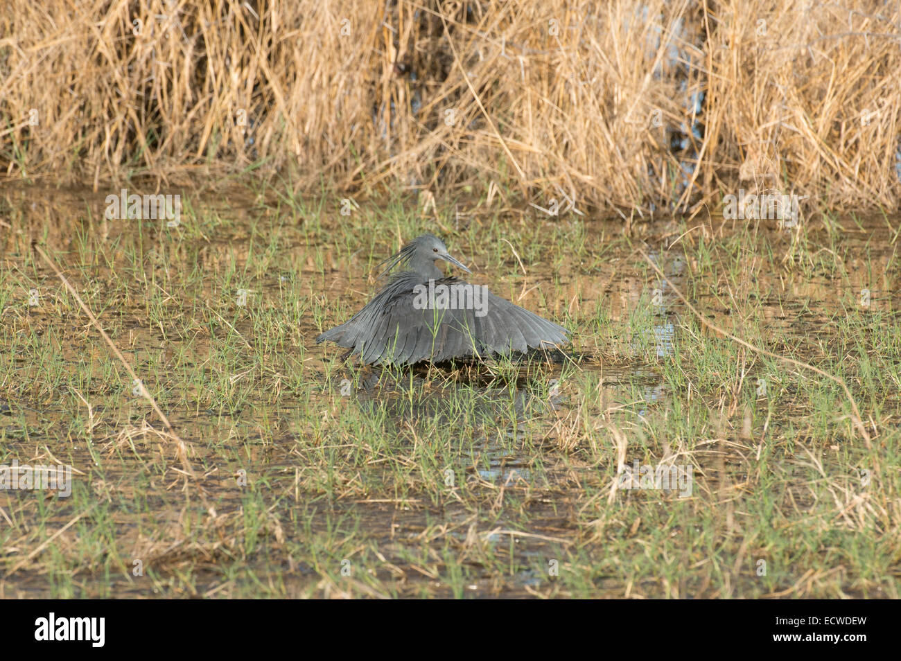 Black heron Egretta ardesiaca also known as the black egret Stock Photo ...