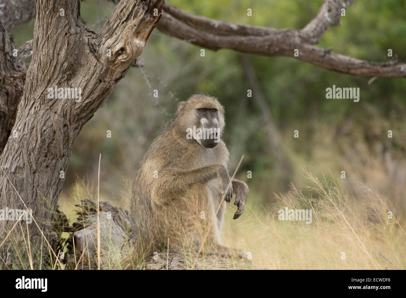 Chacma baboon, Papio ursinus Stock Photo - Alamy
