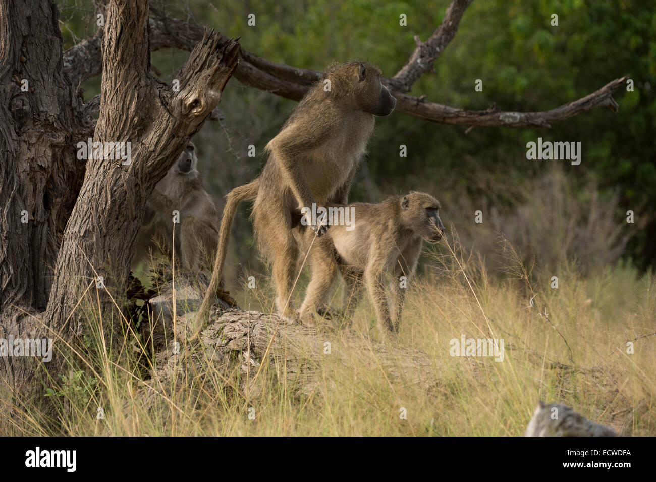 Baboon mating hi-res stock photography and images - Alamy