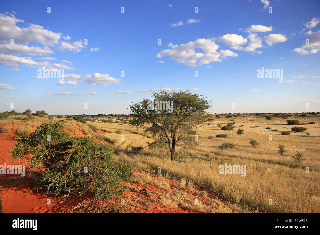 Savanna grassland africa hi-res stock photography and images - Alamy