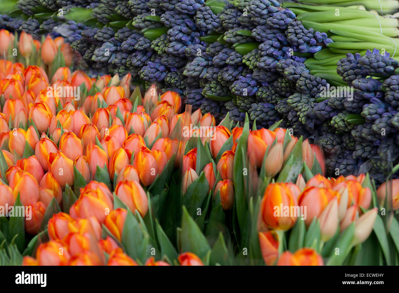 Blue hyacinths sale hi-res stock photography and images - Alamy