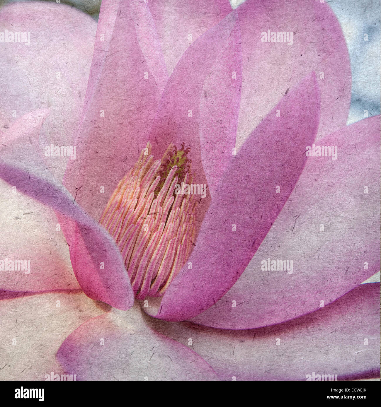 Magnolia map hi-res stock photography and images - Alamy