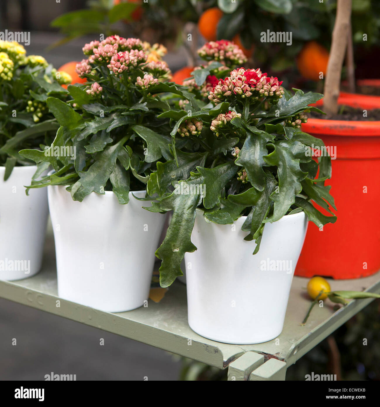 Blue kalanchoe hi-res stock photography and images - Alamy