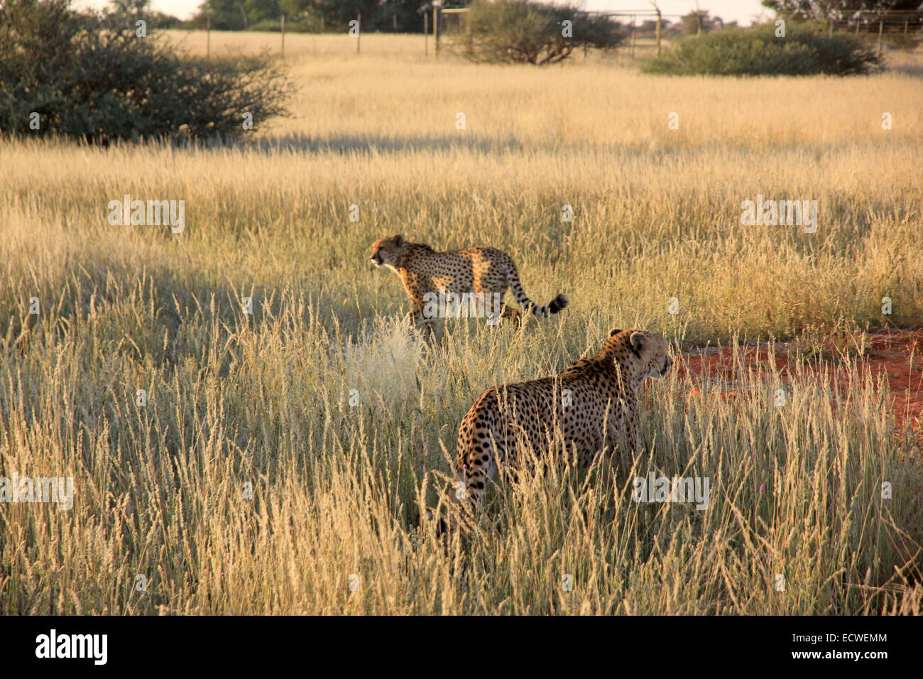 Couple of cheetahs playing in the savannah, Namibia Stock Photo - Alamy