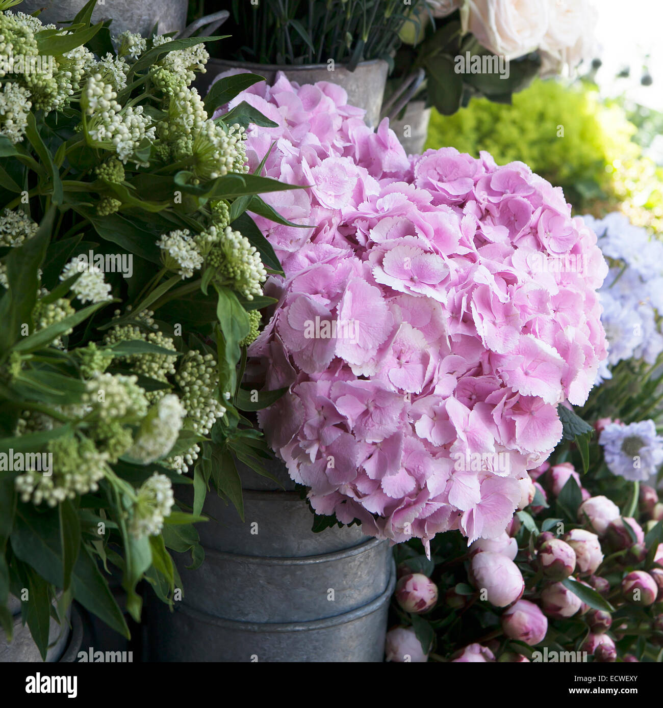 Colorful variety of flowers sold in the market in London Stock Photo ...