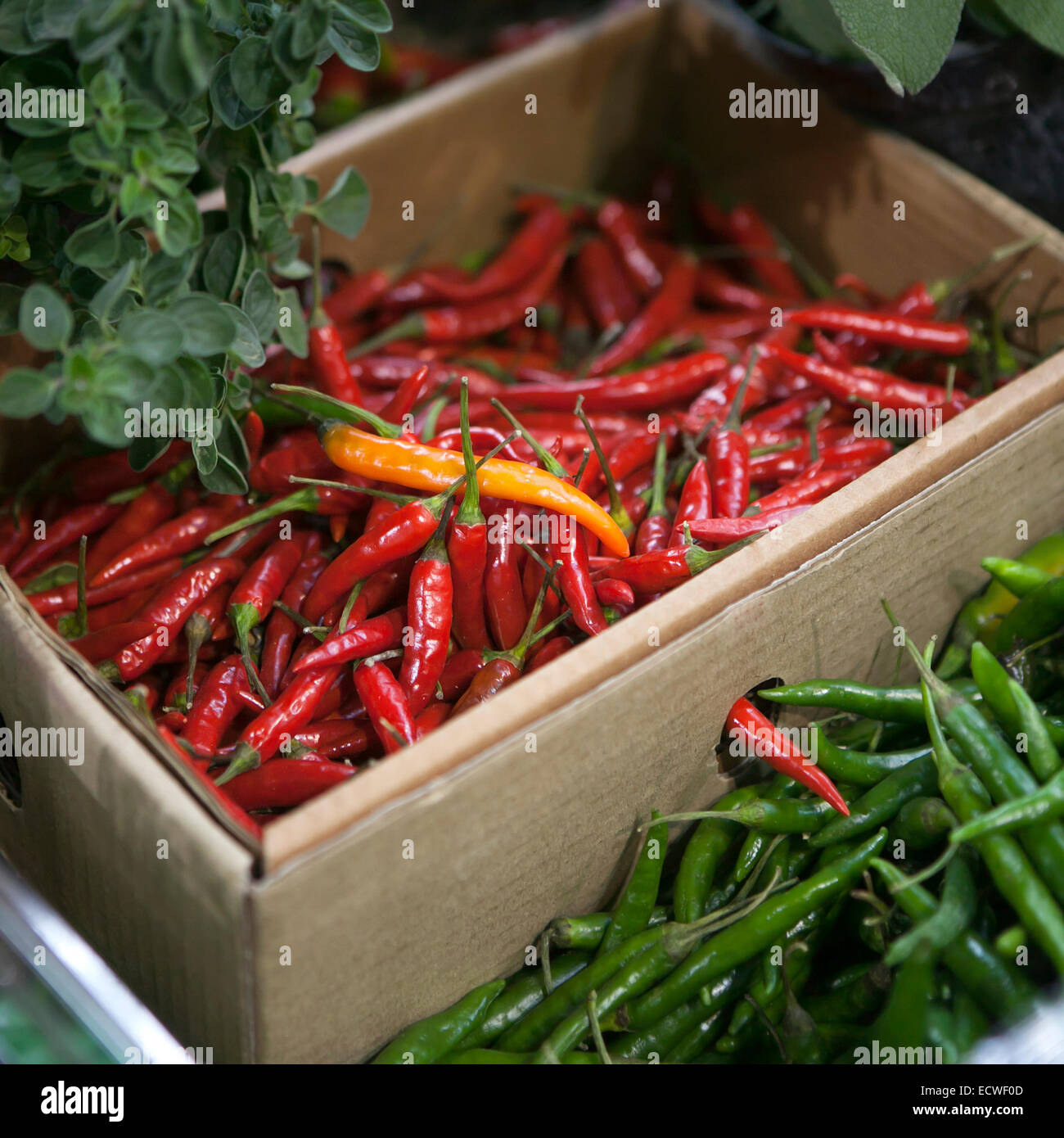 Dried red chilli PEPPER in box , food ingredient Stock Photo - Alamy
