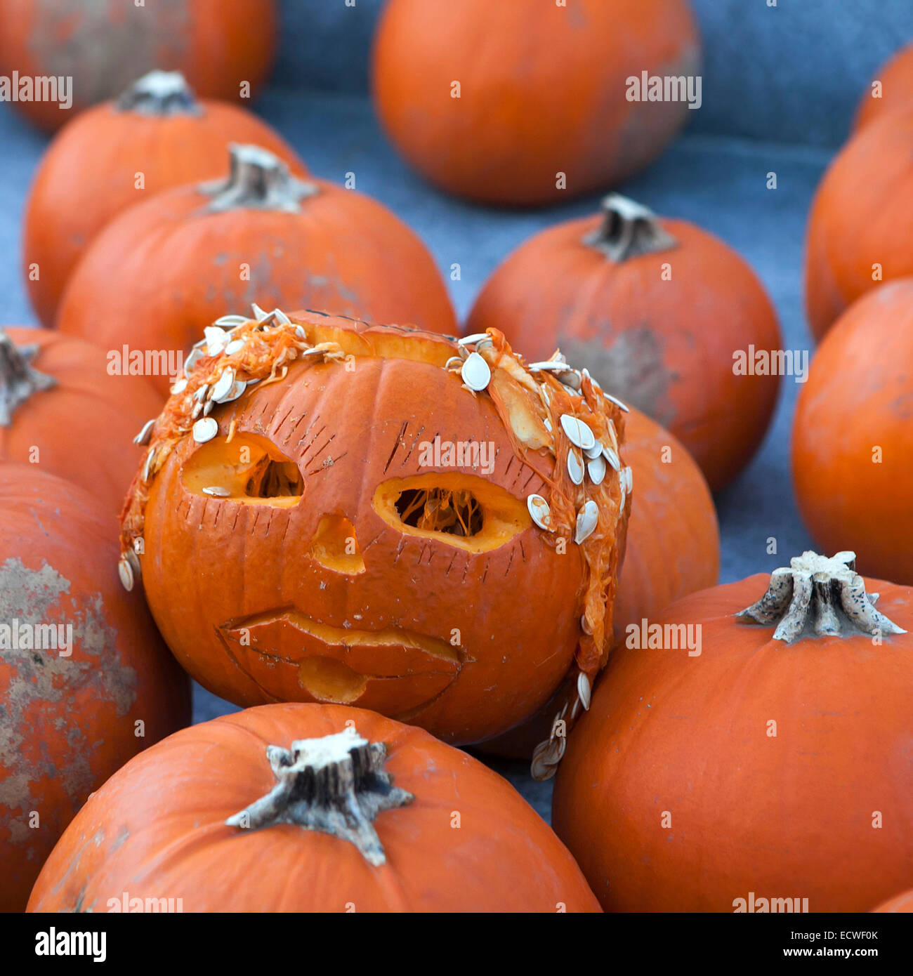 pumpkin of the Halloween Pumpkin Stock Photo - Alamy