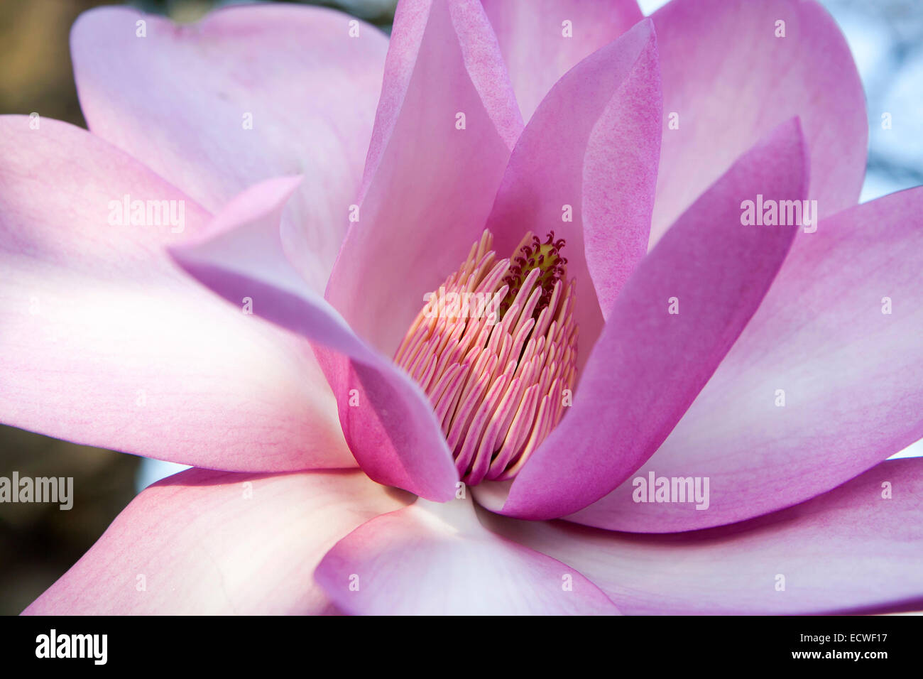 Magnolia and bud hi-res stock photography and images - Alamy