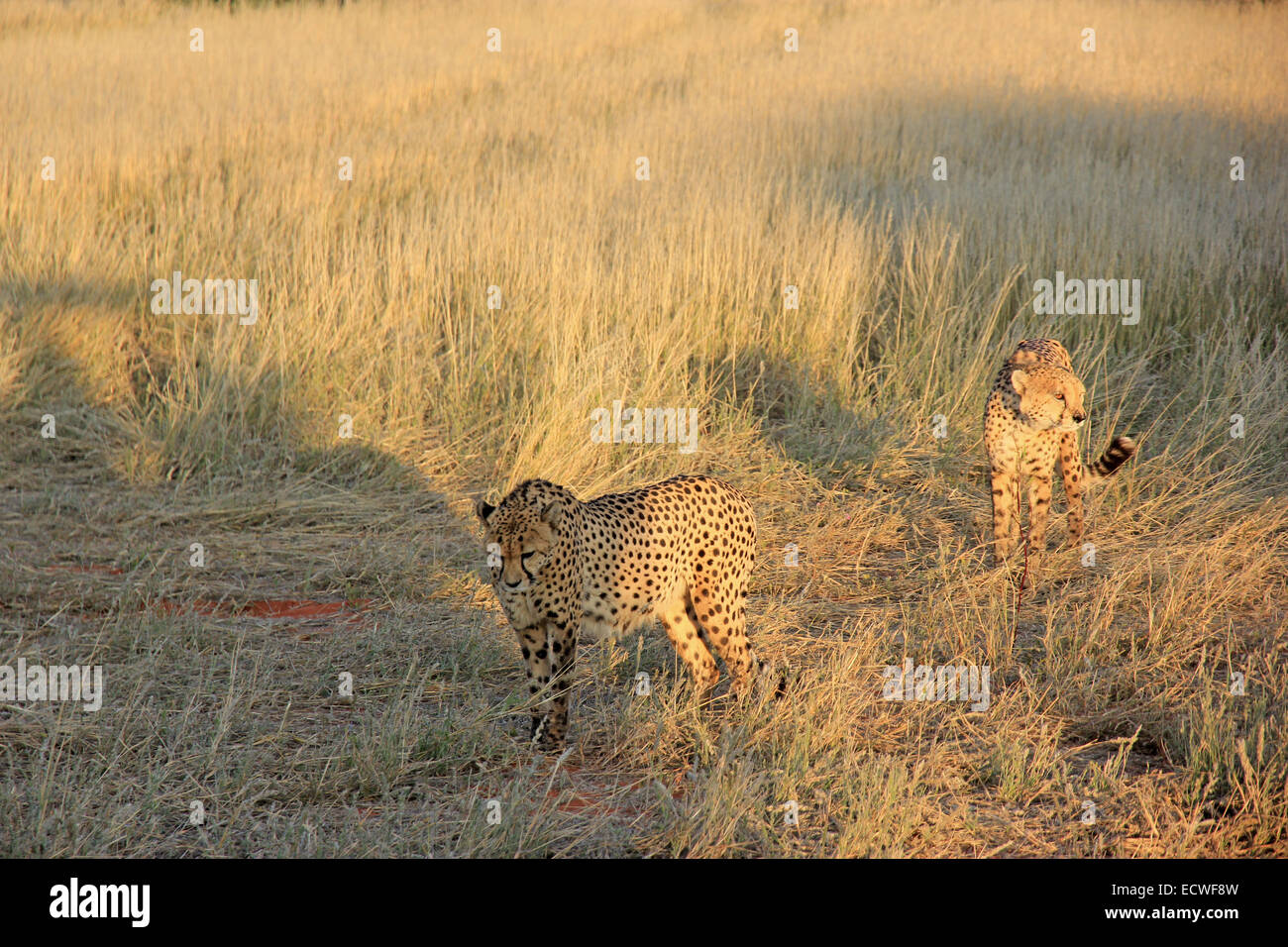 Couple of cheetahs walking in the savannah, Namibia Stock Photo - Alamy