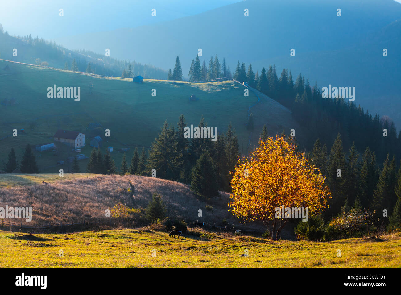 beautiful autumn tree ryh, gfhdf,hgghh , gg Stock Photo - Alamy