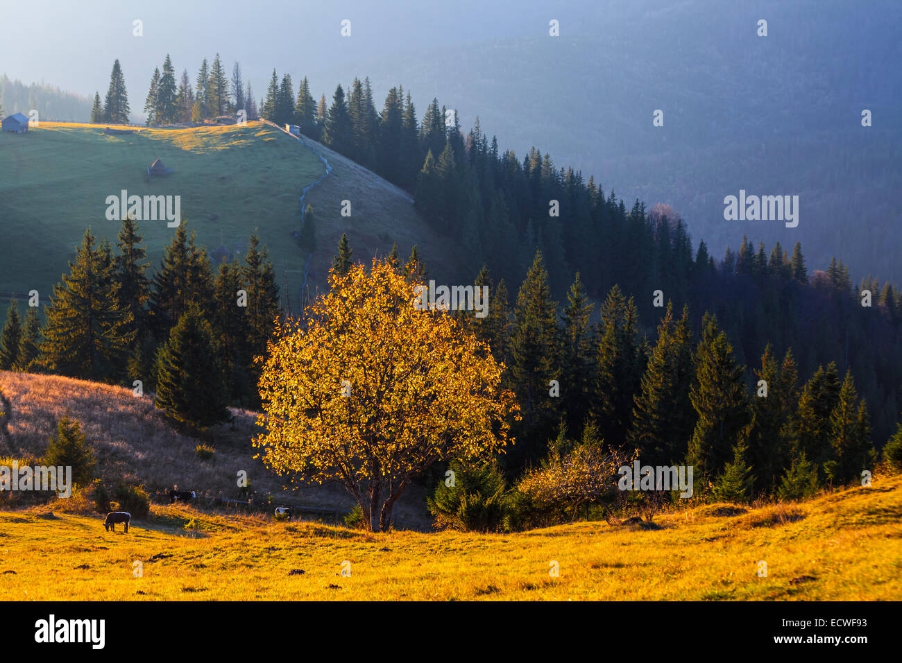 beautiful autumn tree ryh, gfhdf,hgghh , gg Stock Photo - Alamy