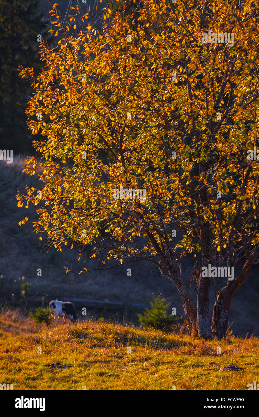 beautiful autumn tree ryh, gfhdf,hgghh , gg Stock Photo - Alamy