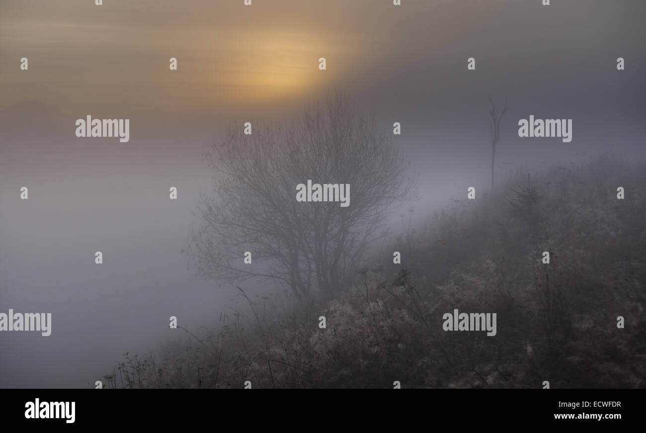 highland vegetation modest summer and unusually beautiful colors blooms ...