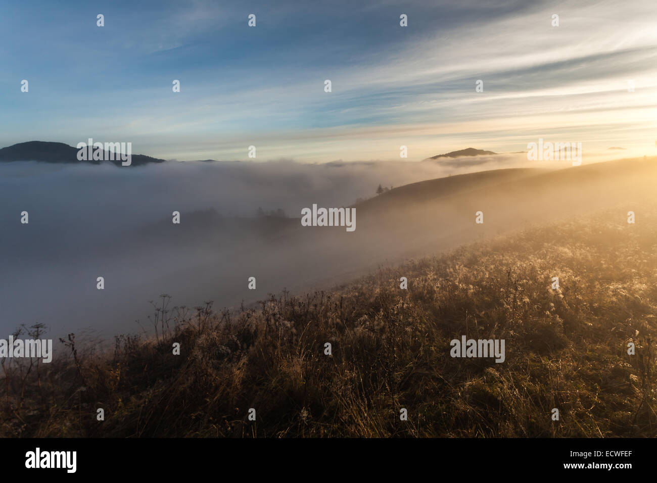 highland vegetation modest summer and unusually beautiful colors blooms ...