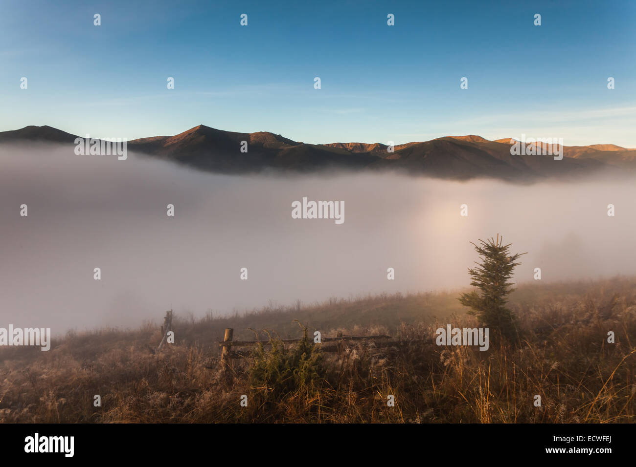 highland vegetation modest summer and unusually beautiful colors blooms ...