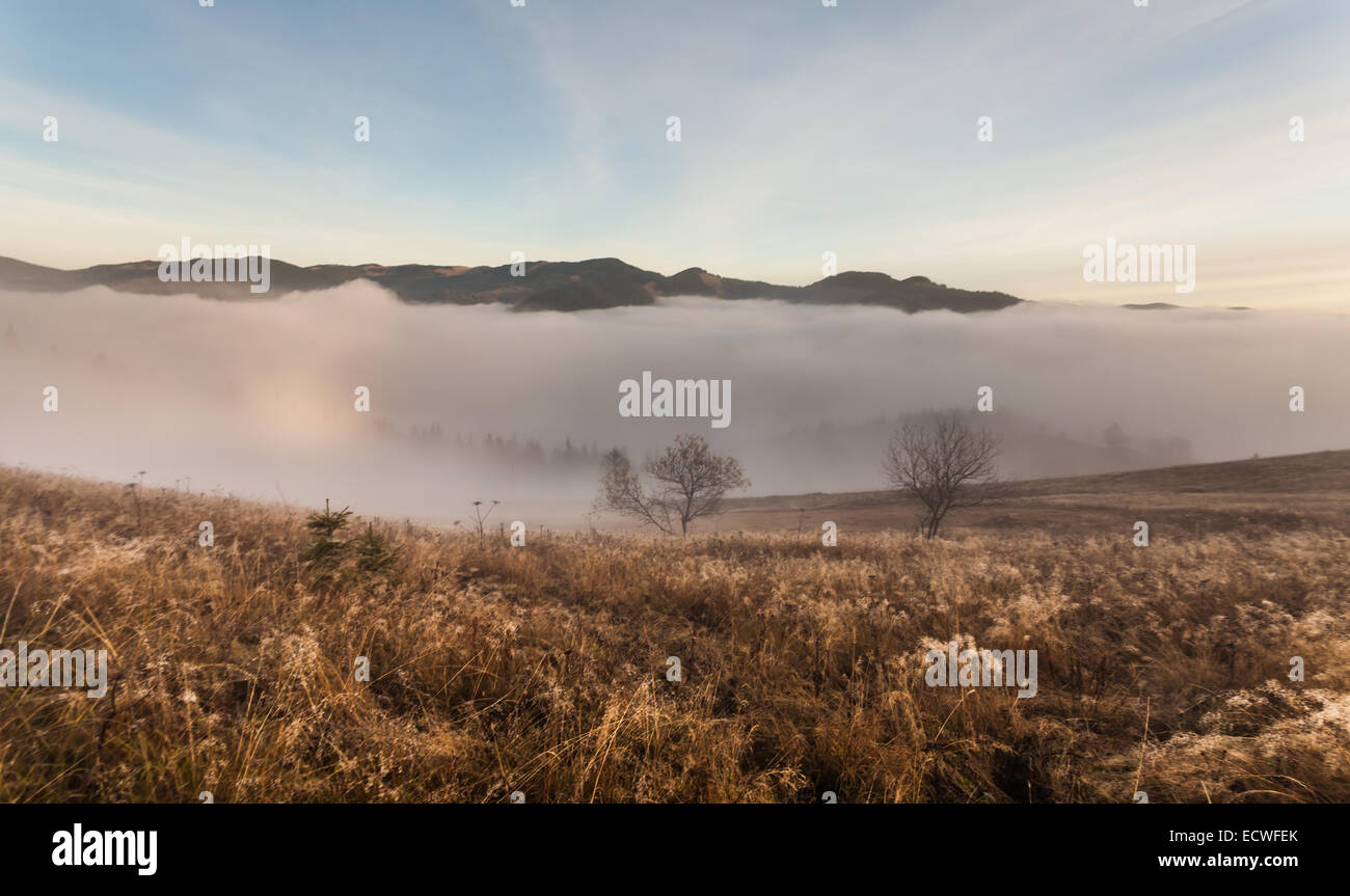 highland vegetation modest summer and unusually beautiful colors blooms ...