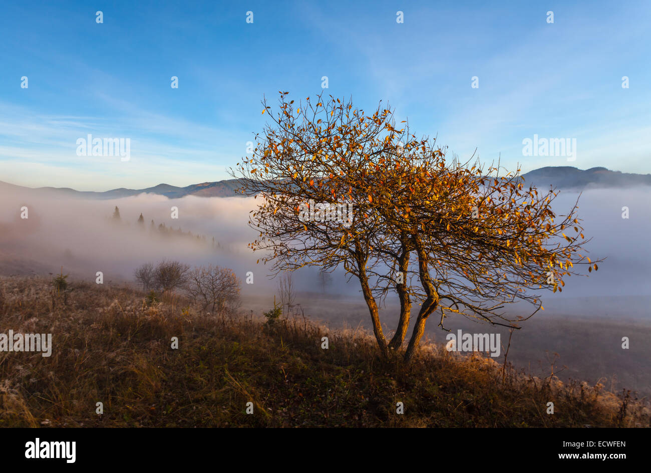 highland vegetation modest summer and unusually beautiful colors blooms ...