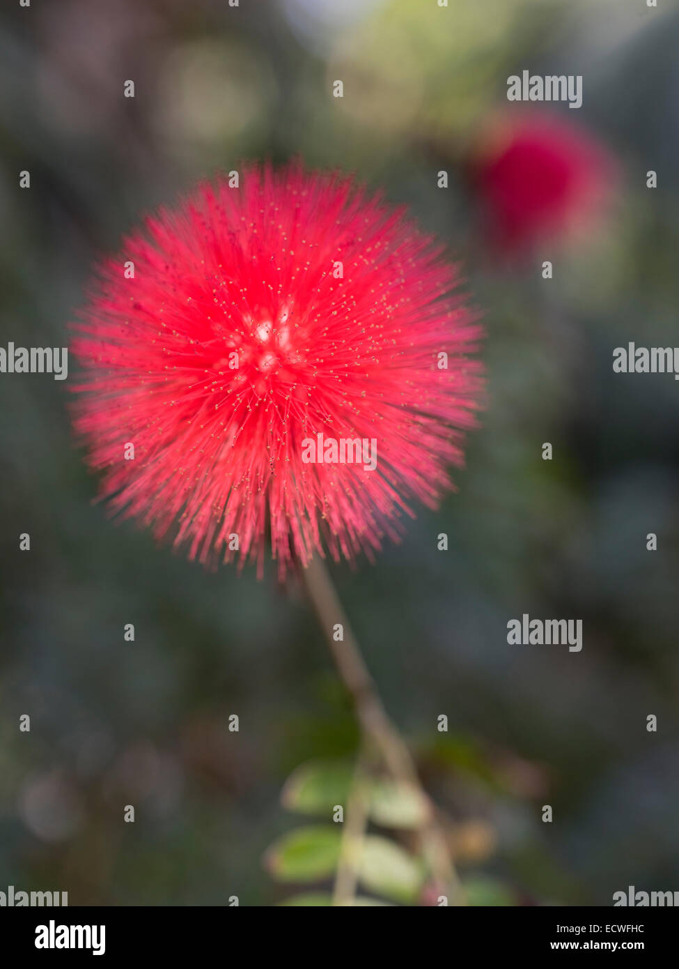 Powder puff flower hi-res stock photography and images - Alamy