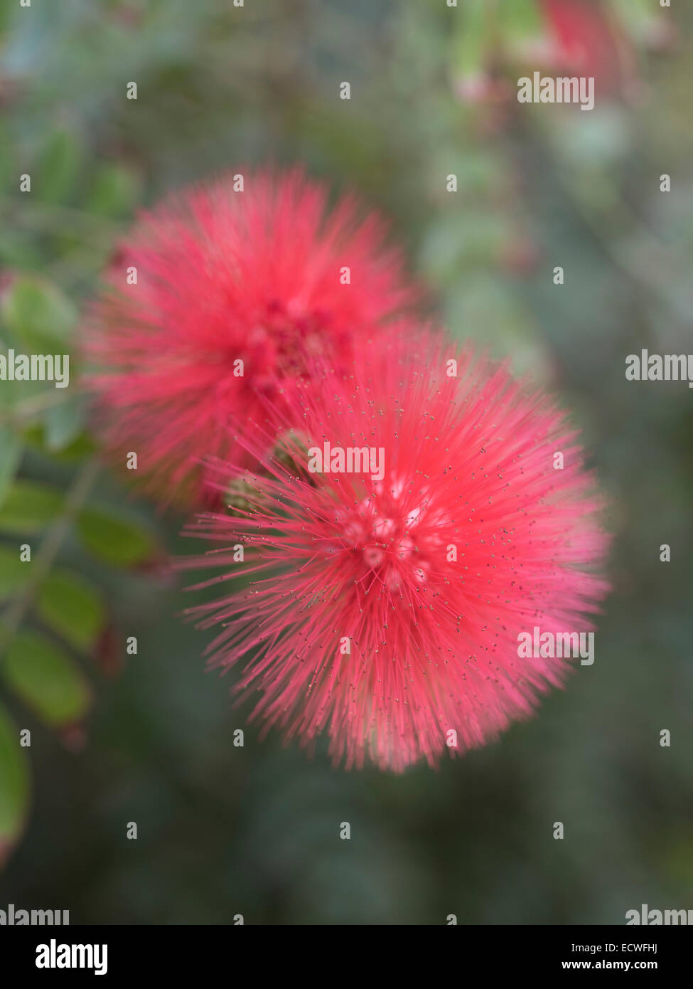 Powder puff flower hi-res stock photography and images - Alamy