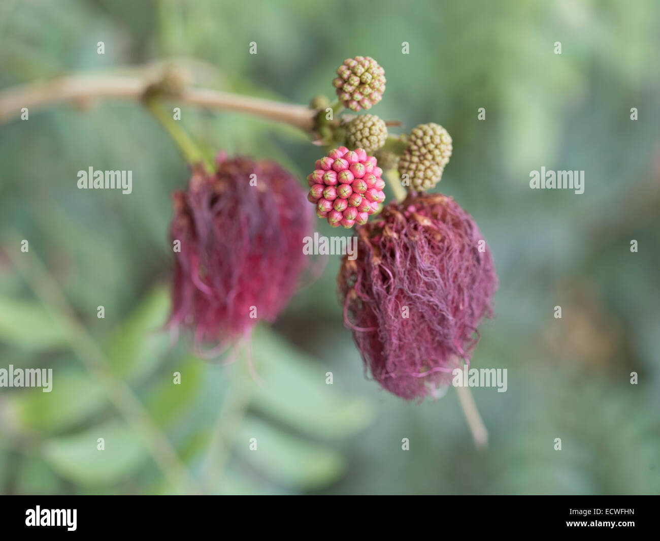 Powder puff flower hi-res stock photography and images - Alamy