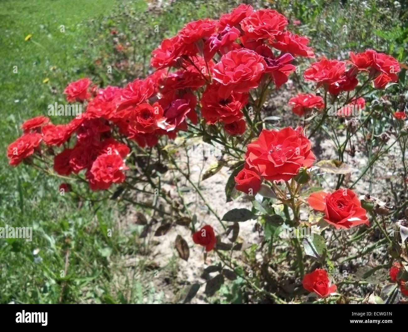 Beautiful red rose in a garden Stock Photo - Alamy