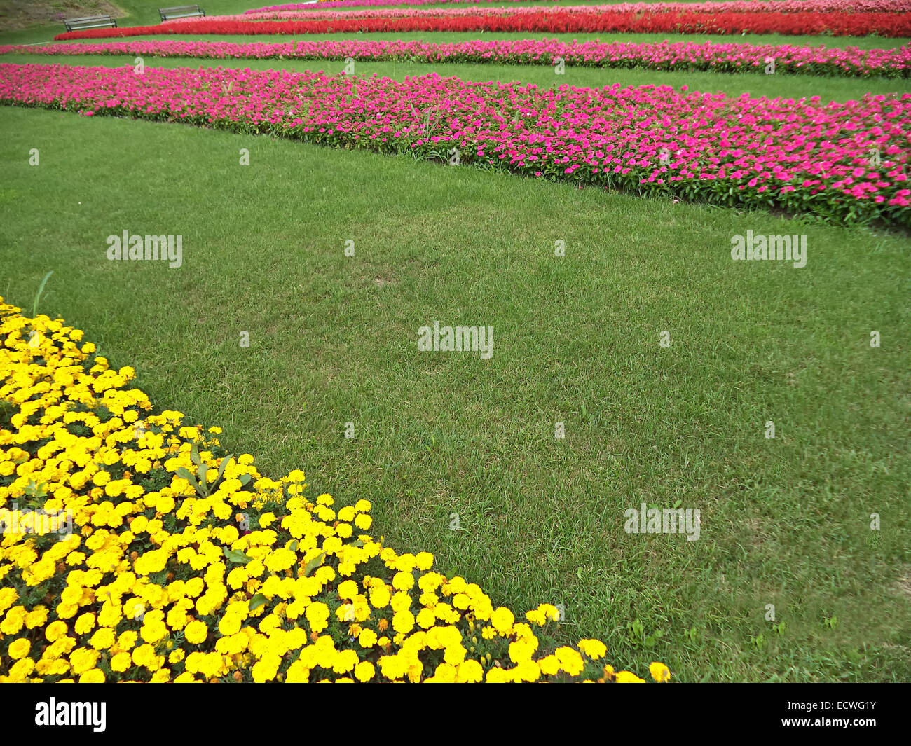 Beautiful flowers in a park Stock Photo - Alamy