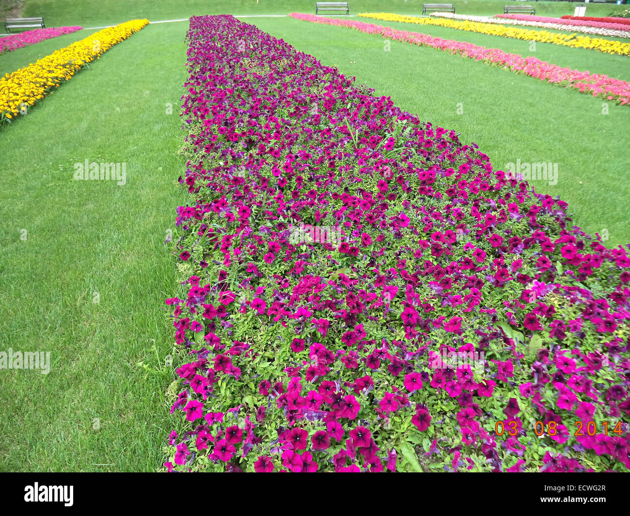 Beautiful flowers in a park Stock Photo - Alamy