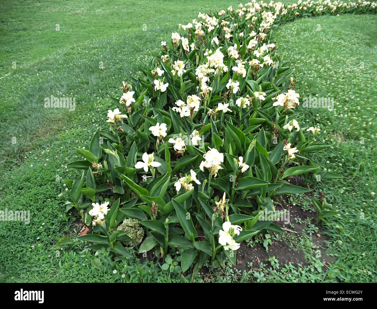 Beautiful white flowers in a garden Stock Photo - Alamy