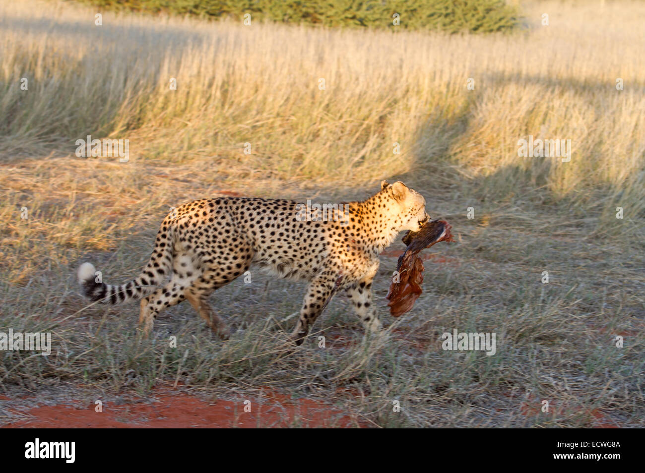 Cheetah walking on the savannah at the sunset eating meat Stock Photo ...
