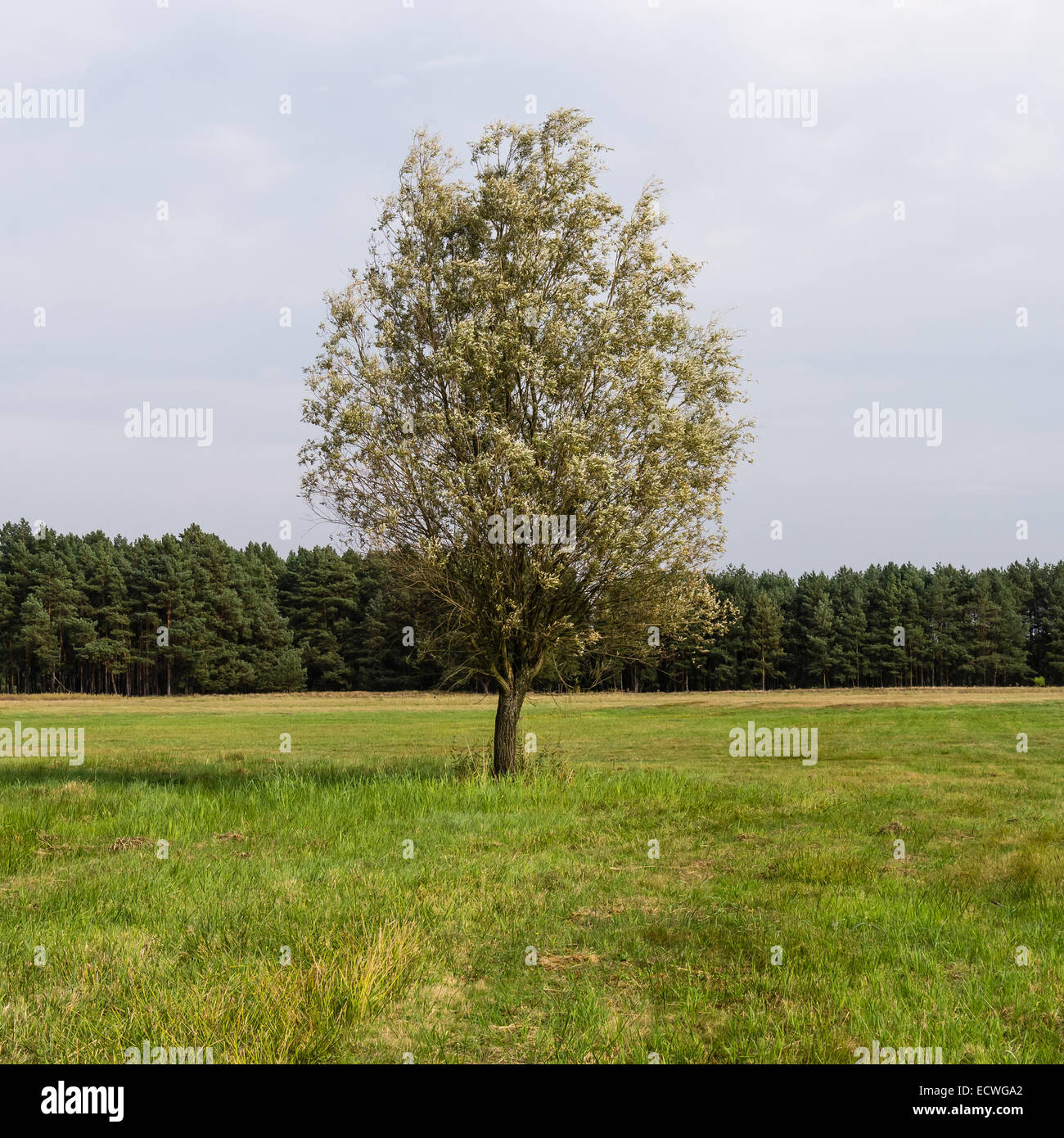 single tree in landscape in summer Stock Photo - Alamy
