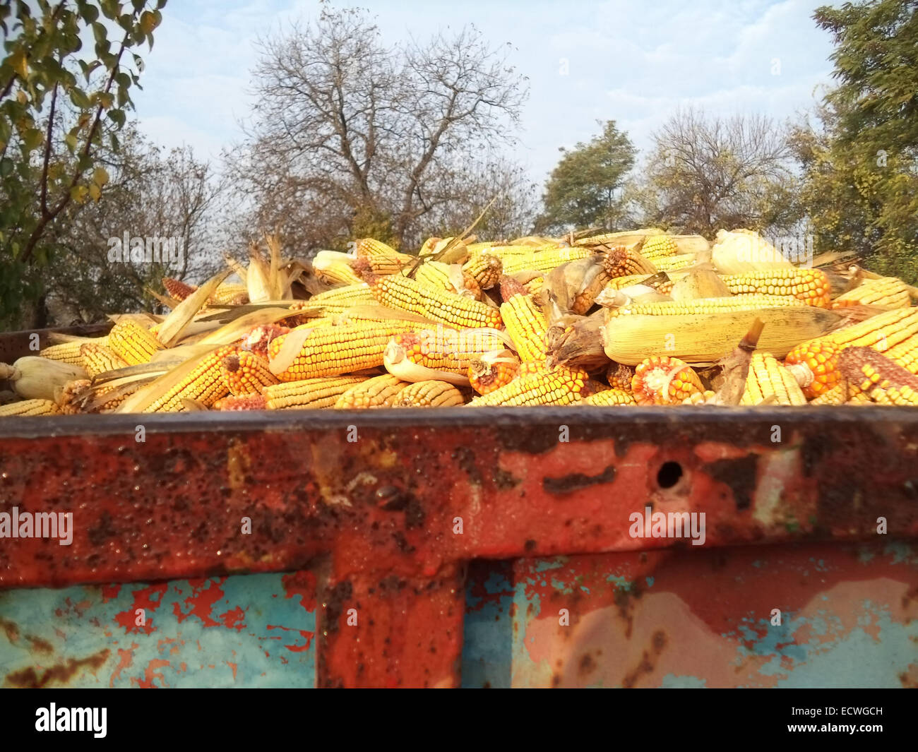Corn cobs drying in the sun Stock Photo - Alamy