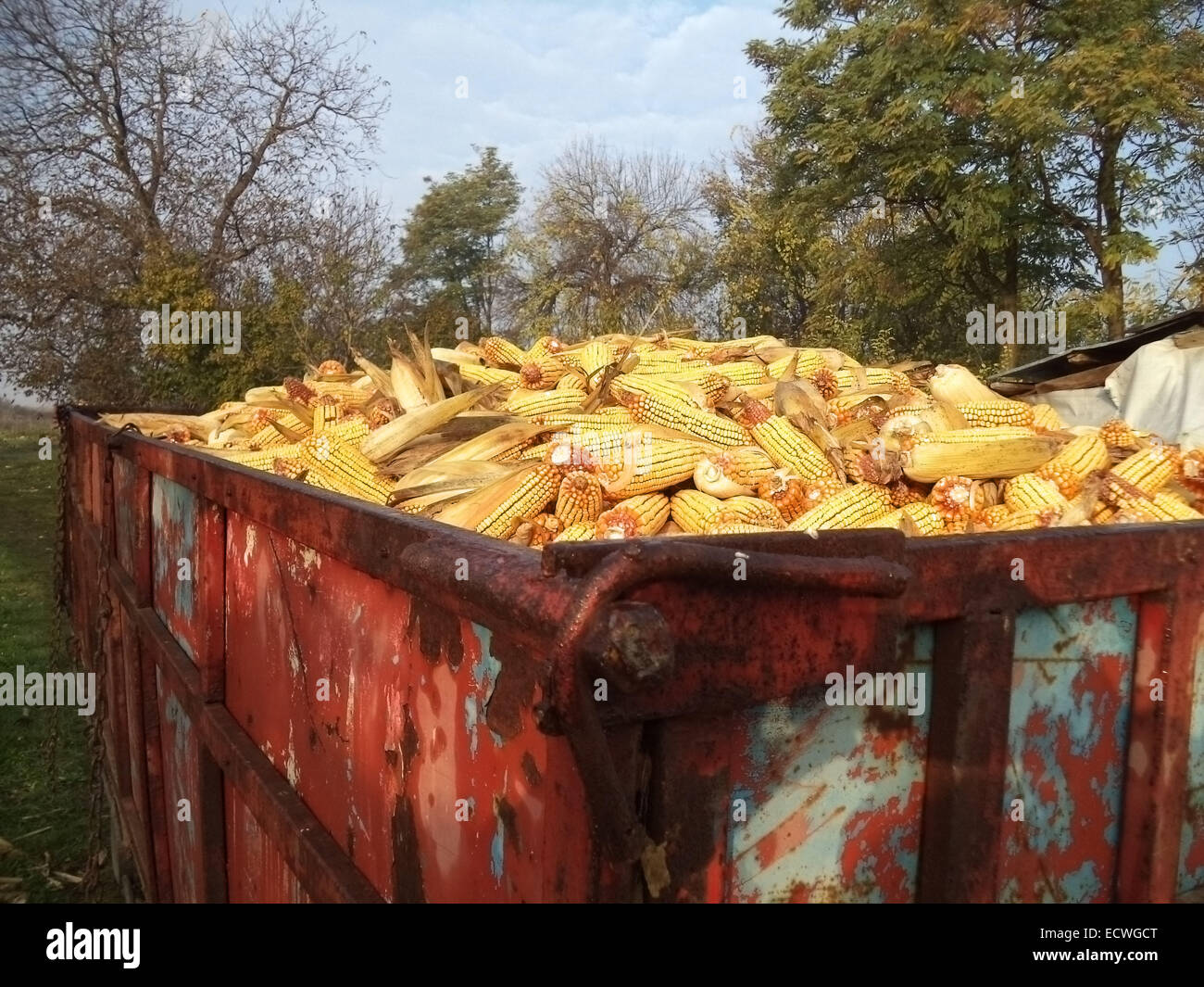 Dry Corn Cob High Resolution Stock Photography and Images - Alamy