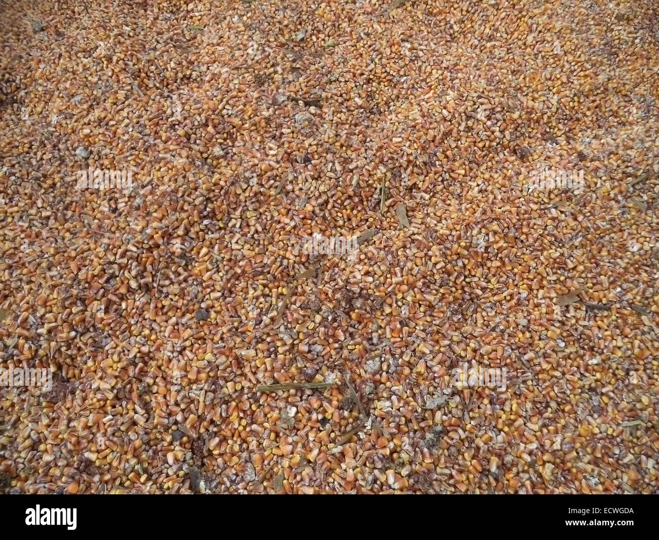 Background of corn seeds on farm Stock Photo - Alamy