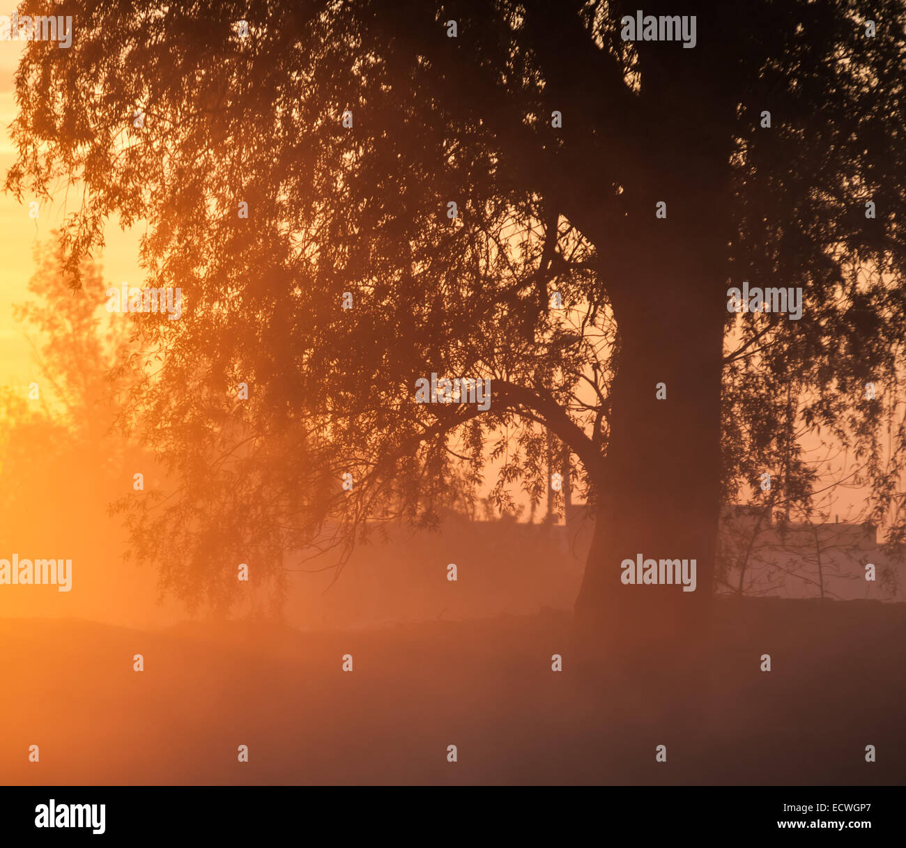 Alone tree with sun and color red orange yellow sky Stock Photo - Alamy