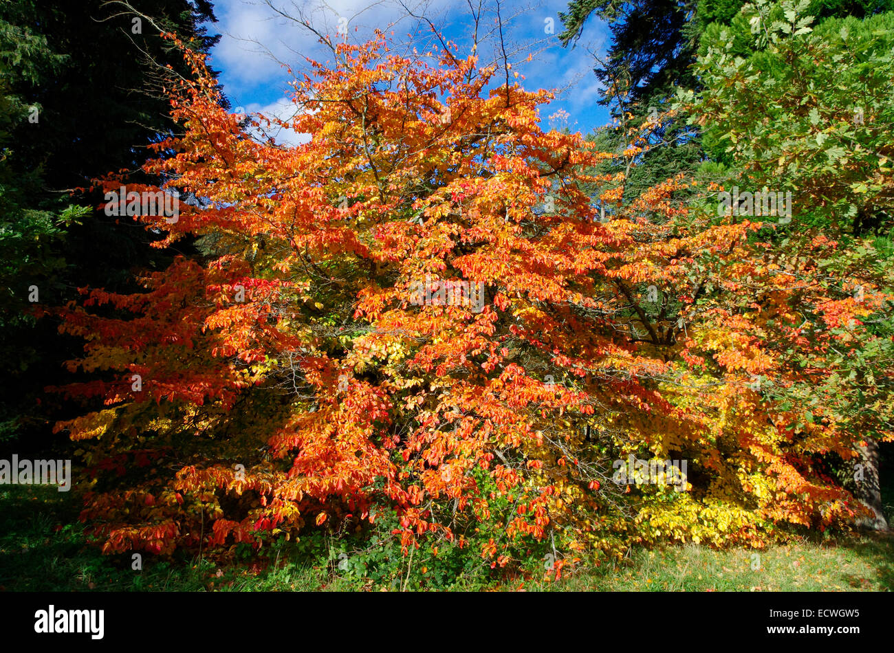 Autumn colour persian ironwood tree hi-res stock photography and images ...