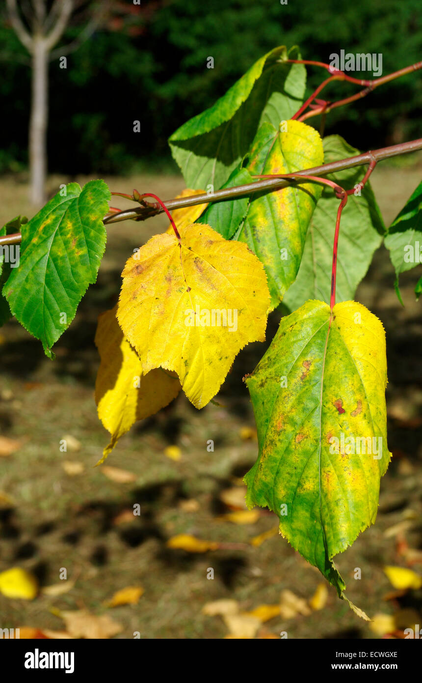 Silver maple tree autumn vertical hi-res stock photography and images ...