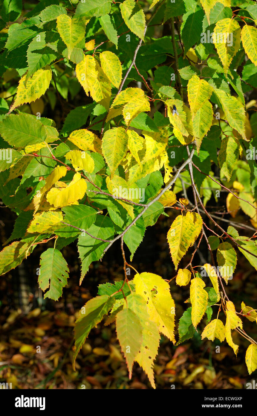 Carpinus laxiflora ( Hornbeam Species Stock Photo - Alamy