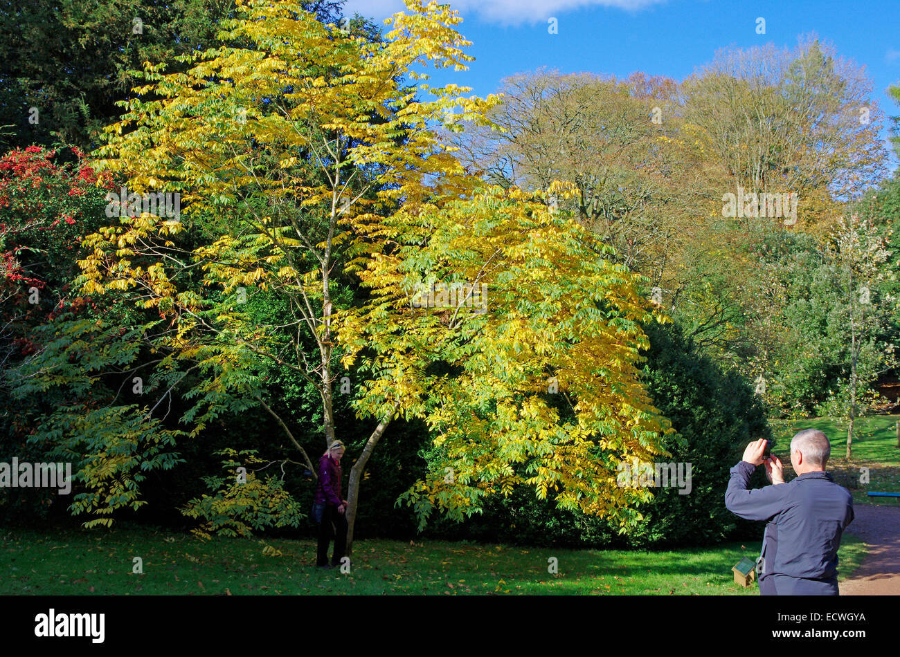 Visitors to Westonbirt National Arboretum in Autumn, Gloucestershire ...