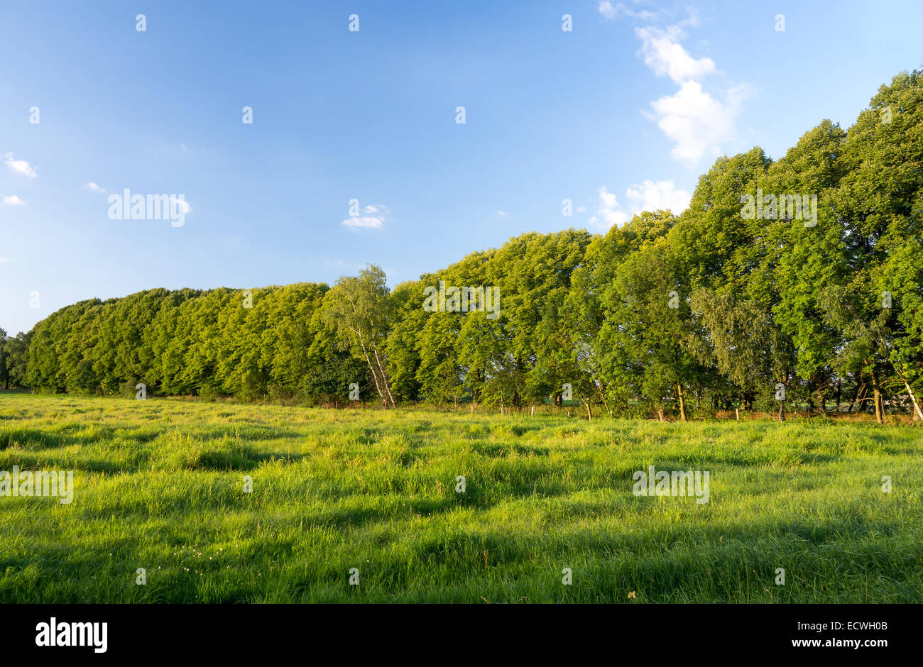 Tree line green hi-res stock photography and images - Alamy