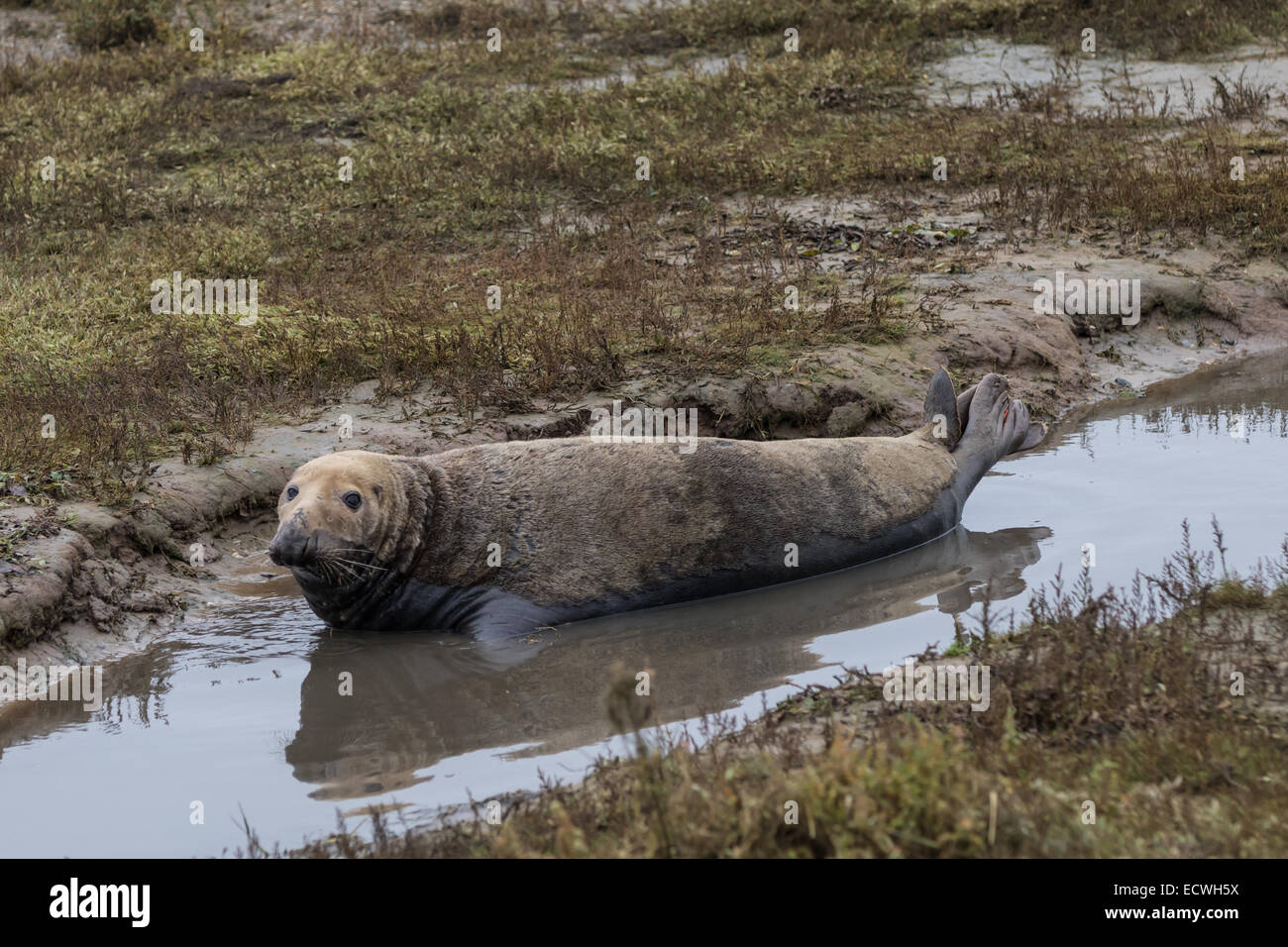 Grey Seal Bull laying in water in the sand dunes on a beach Stock Photo ...
