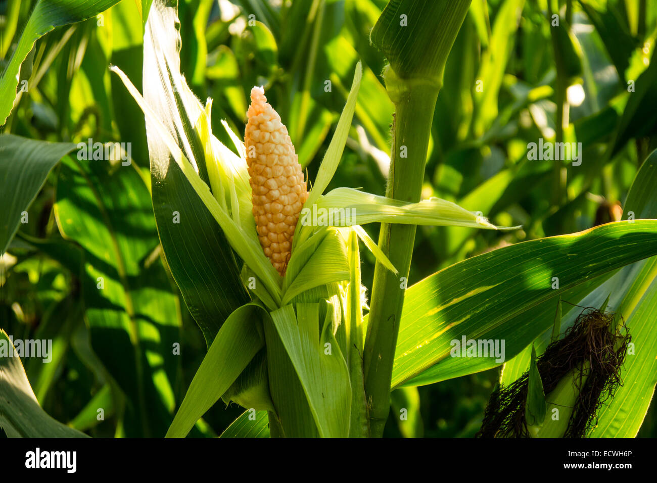 Corn stalk hi-res stock photography and images - Alamy