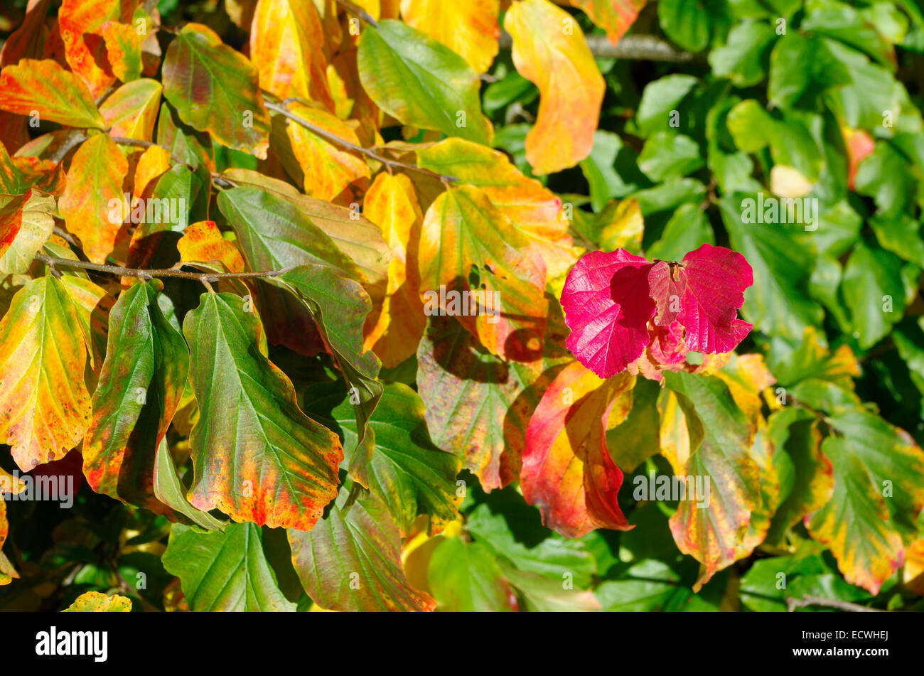 Parrotia persica ( Persian Ironwood ) in Autumn Stock Photo - Alamy