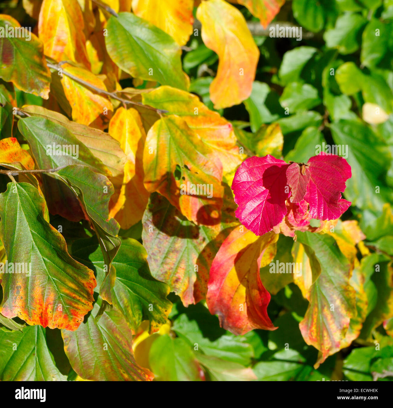 Parrotia persica ( Persian Ironwood ) in Autumn Stock Photo - Alamy