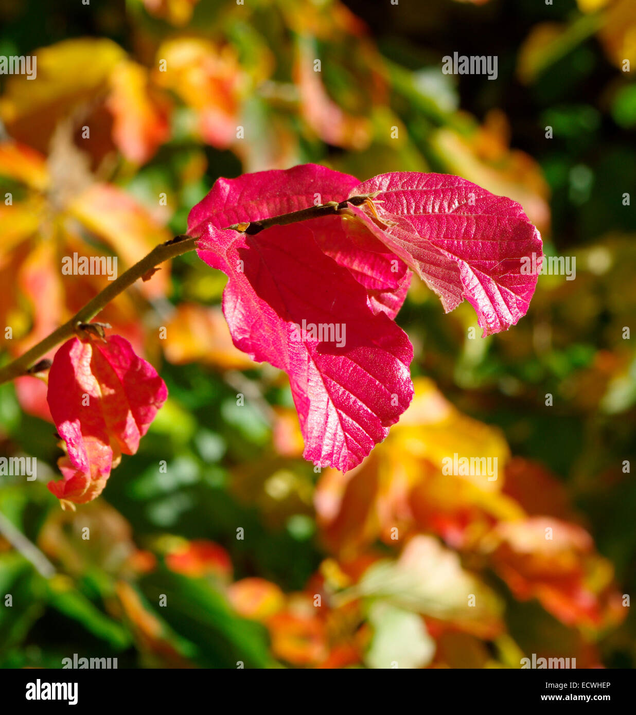 Parrotia persica tree hi-res stock photography and images - Alamy