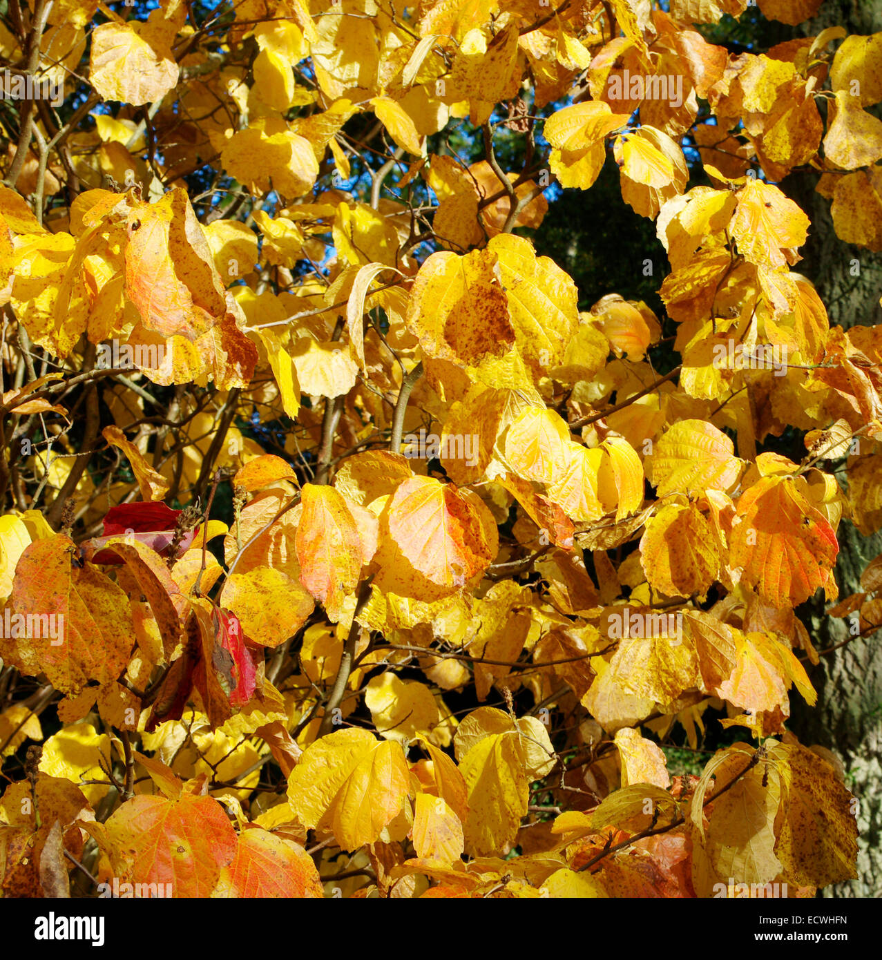 Fothergilla major ( Witch Alder ) in Autumn Stock Photo - Alamy